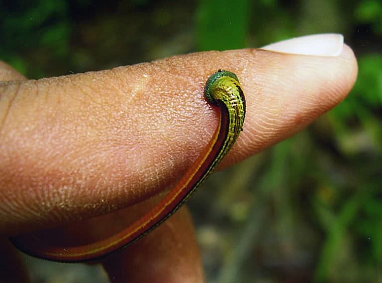 How to Avoid Leeches in the Borneo Rainforest - Travel Dudes