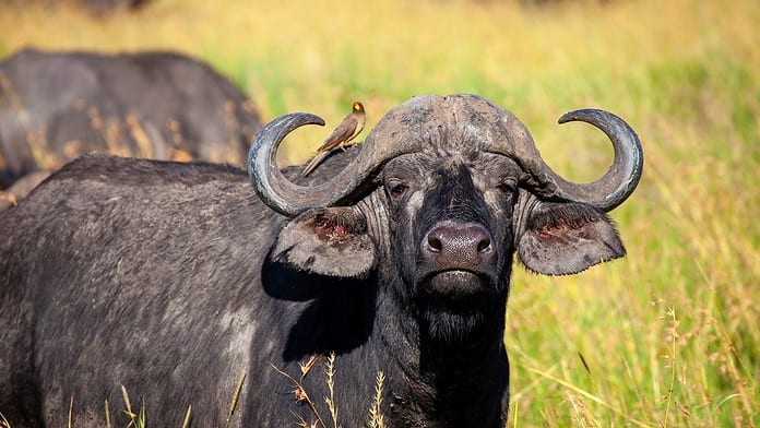 African Big Five Safari: Lion, Elephant, Rhinoceros, Leopard and ...