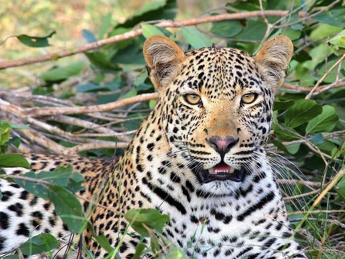 African Big Five Safari: Lion, Elephant, Rhinoceros, Leopard and ...