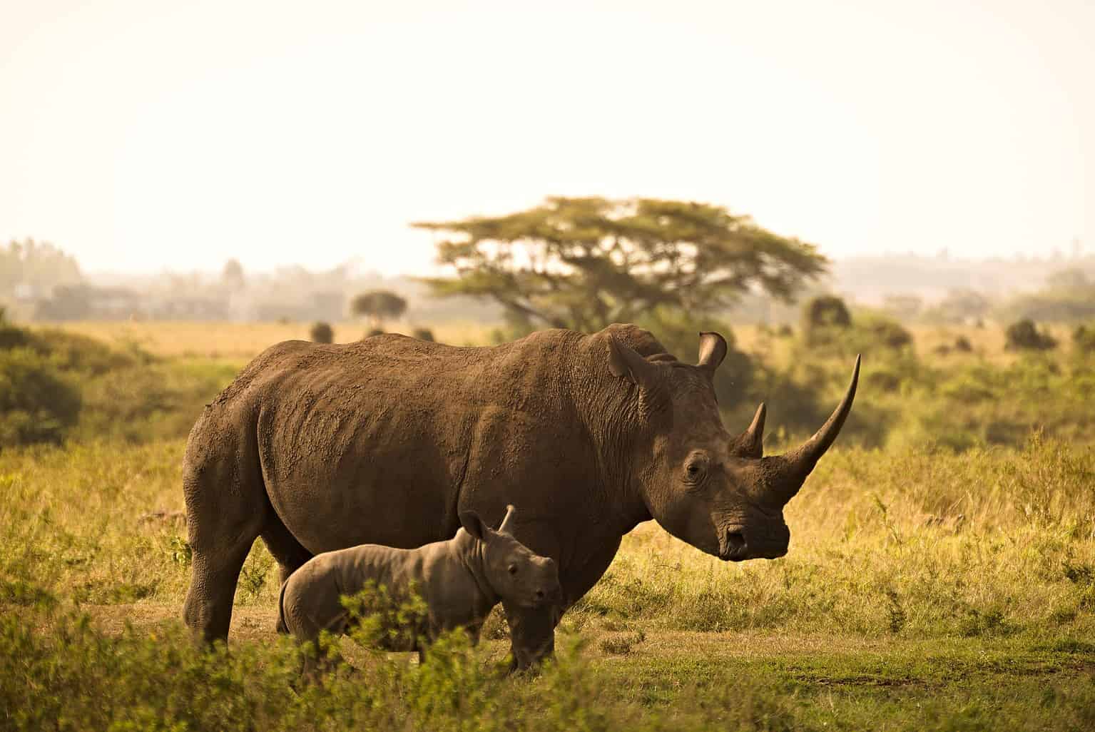 African Big Five Safari: Lion, Elephant, Rhinoceros, Leopard and ...