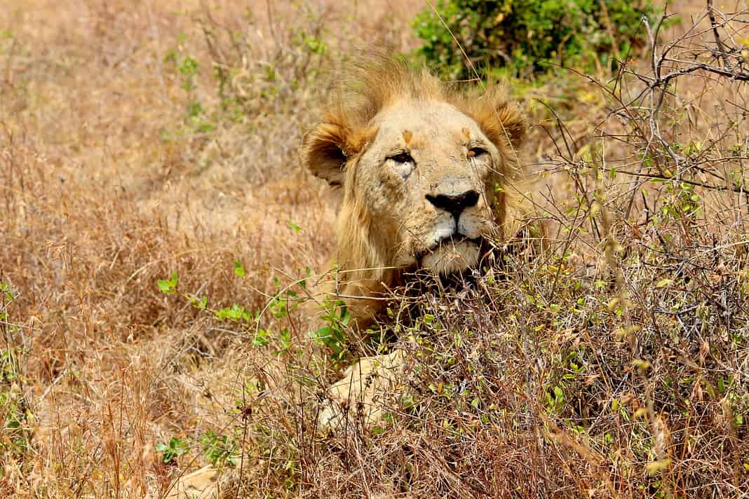 8-Day Kenya Itinerary: A Perfect First-Timers' Guide to Explore the ...