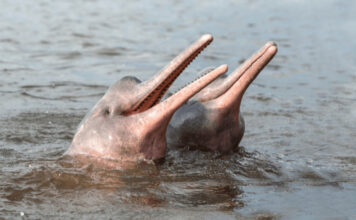 Where to See Pink Dolphins in the Amazon - Travel Dudes