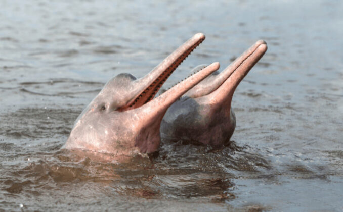 Where to See Pink Dolphins in the Amazon - Travel Dudes