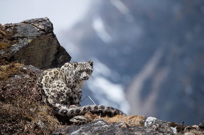 Tracking Snow Leopards in Nepal: A Complete Guide - Onshoppi-Reviews ...