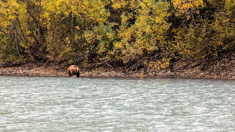 Soar Over Spectacular Landscapes: Your Guide to Bear Viewing in Alaska ...