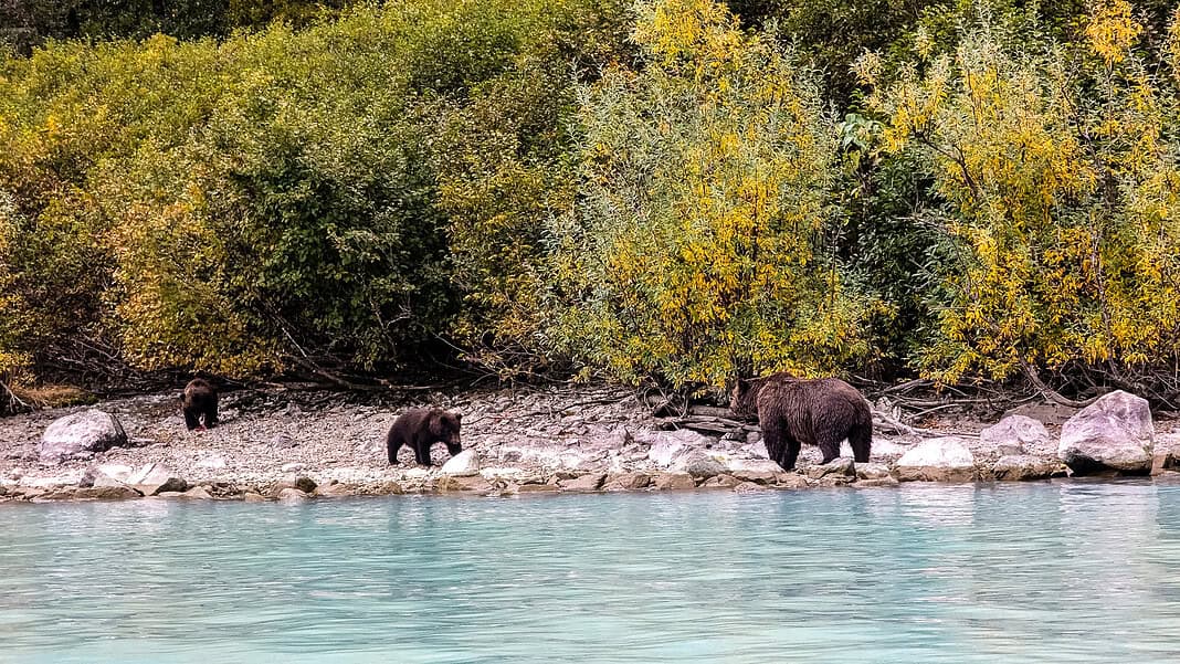 Soar Over Spectacular Landscapes: Your Guide to Bear Viewing in Alaska ...