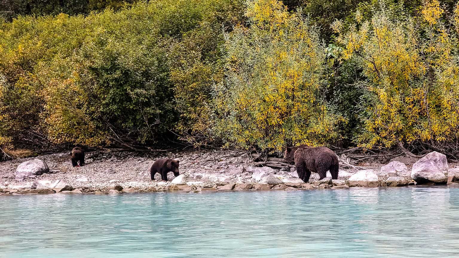 Soar Over Spectacular Landscapes: Your Guide to Bear Viewing in Alaska ...