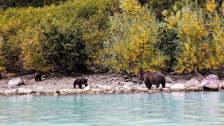 Soar Over Spectacular Landscapes: Your Guide to Bear Viewing in Alaska ...