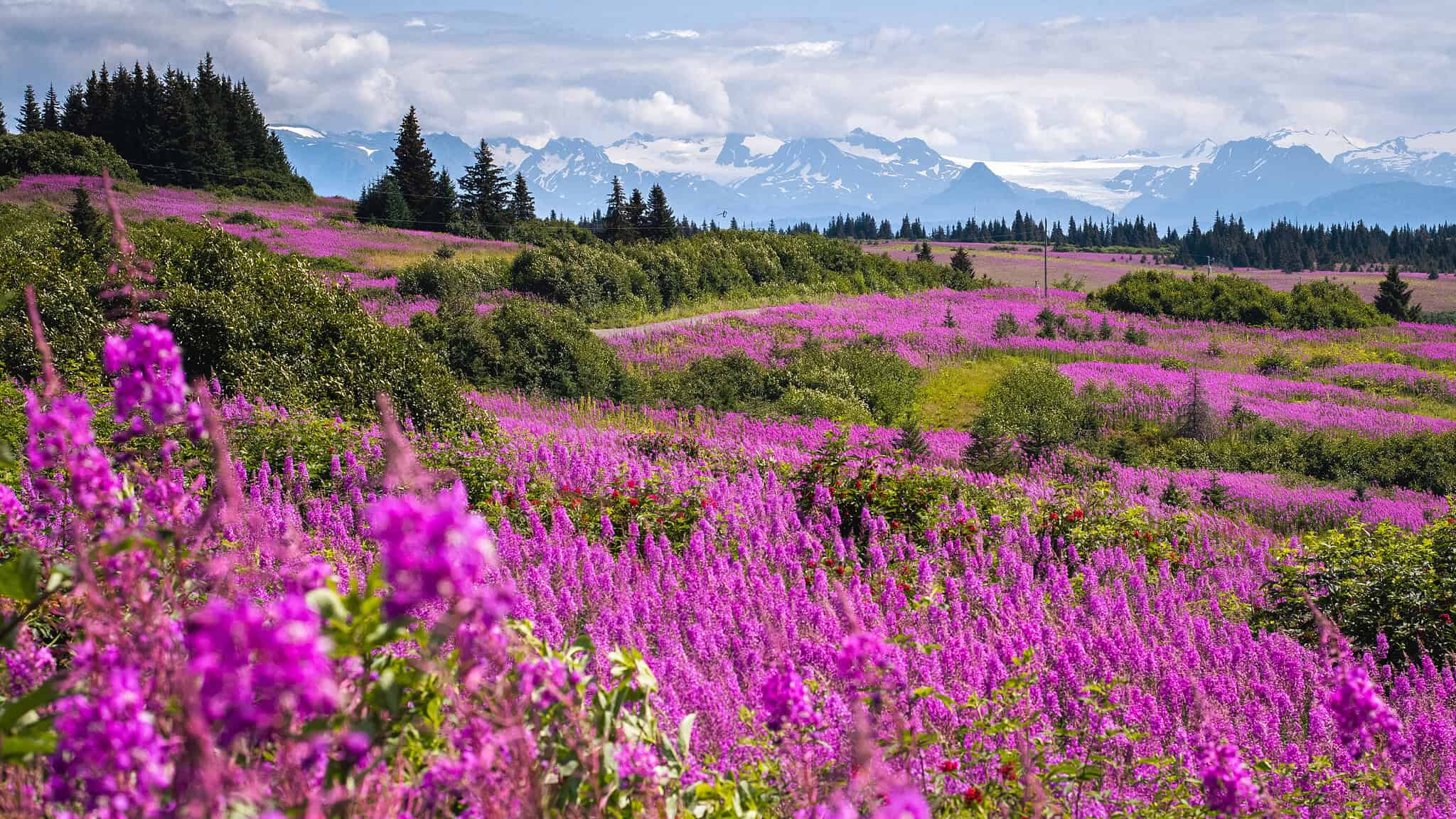 One of the Best Small Towns in Alaska? Homer is my Pick - Travel Dudes