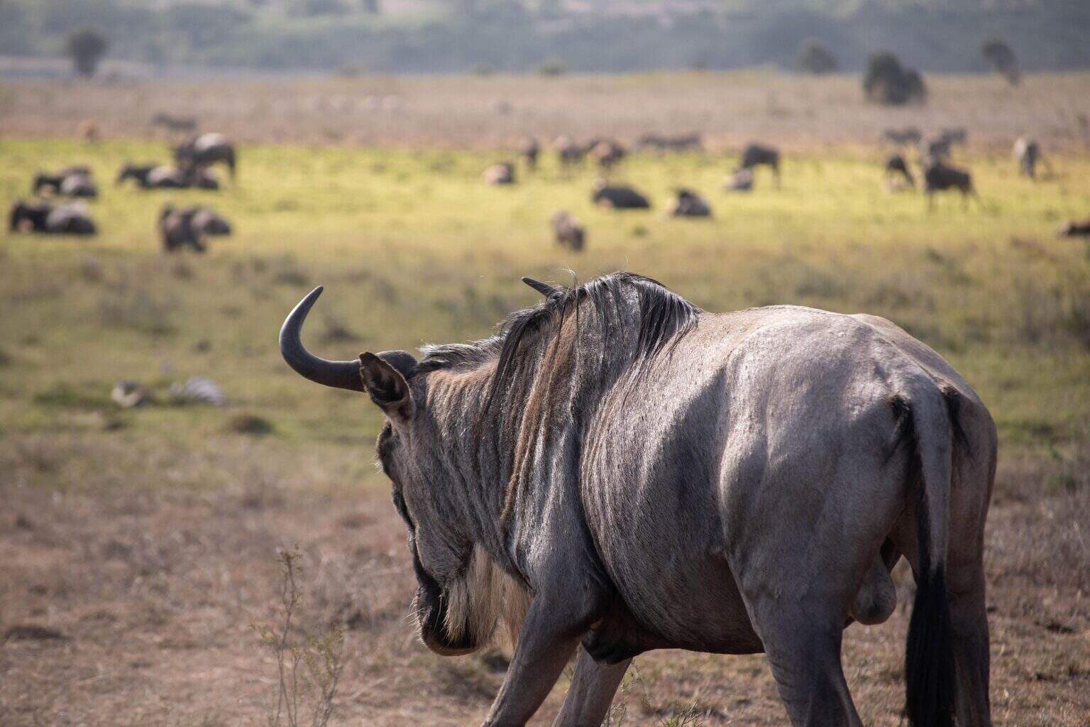 The Great Migration in Africa – Travel Dudes