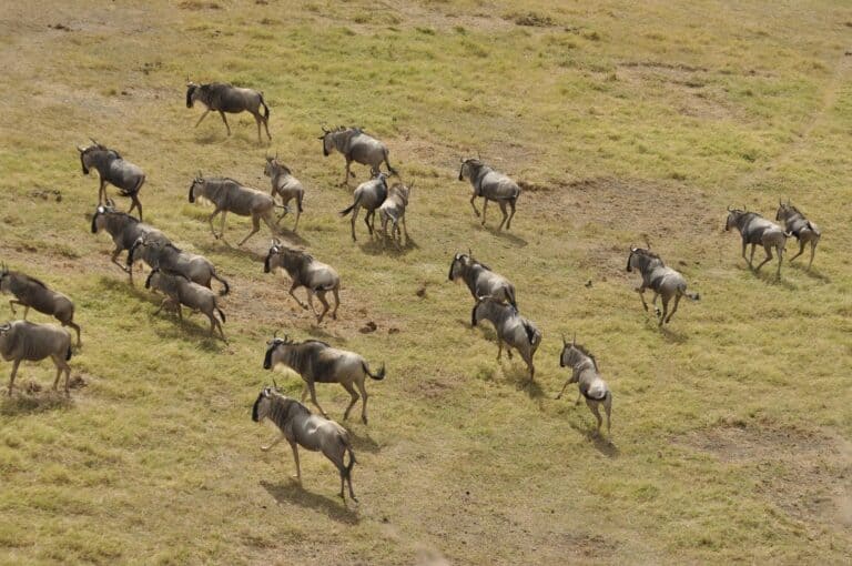 The Great Migration in Africa – Travel Dudes
