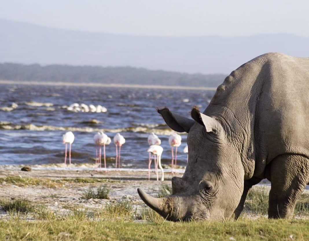 How to Plan the Perfect Day Trip to Lake Nakuru - Travel Dudes